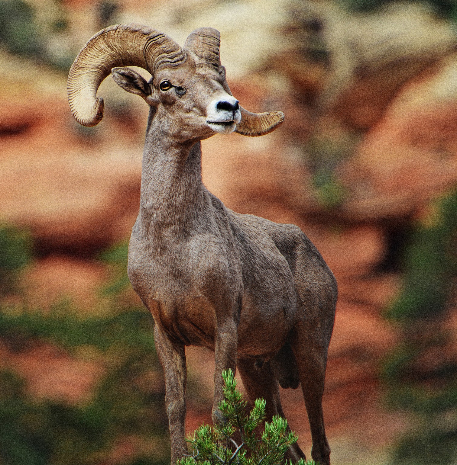 impact | Zion Natl Park Forever Project